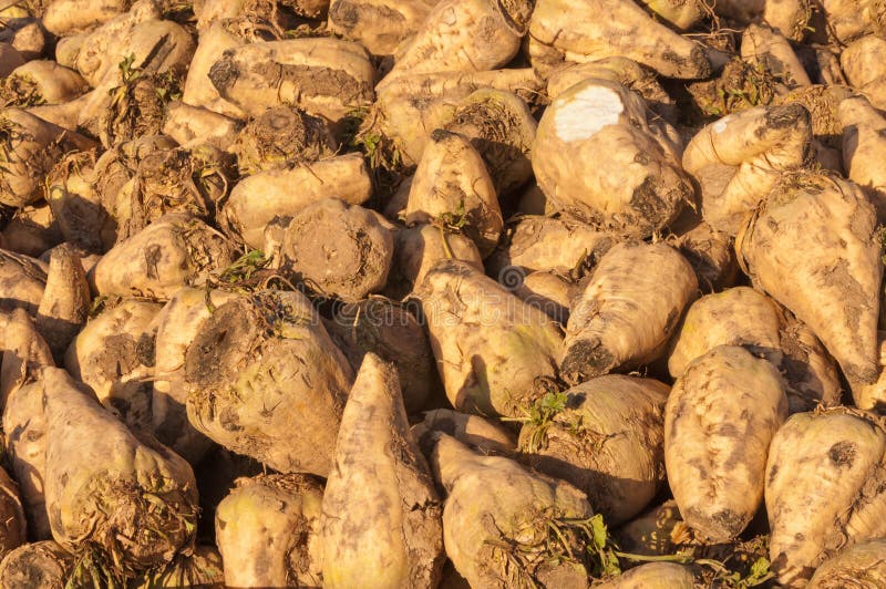 Détail Des Betteraves à Sucre Dans Une Pile Photo stock - Image du ...