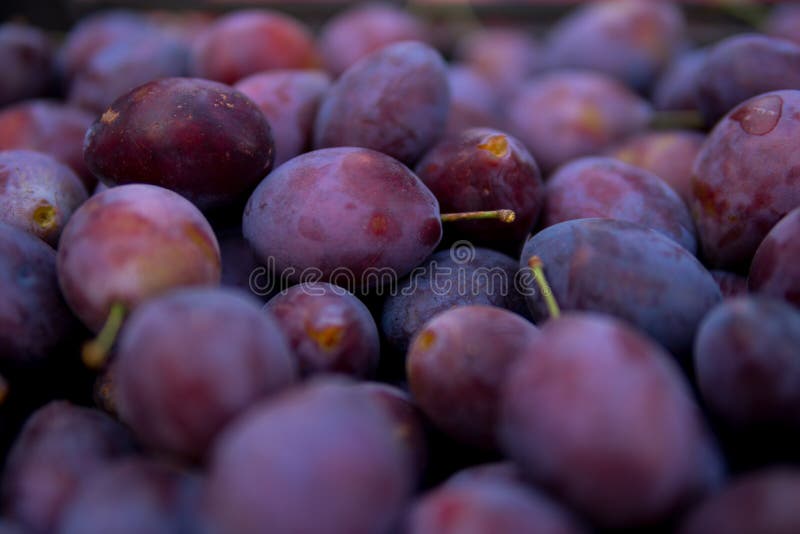Détail Des Prunes De Quetsche Photo stock - Image du frais, fond: 129855516