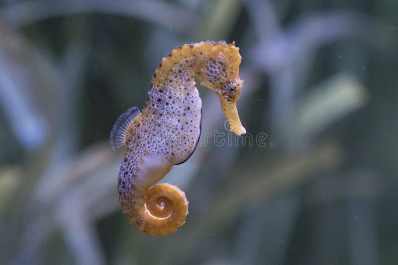 Hippocampe De Longsnout Connu Image stock - Image du océan, saltwater ...