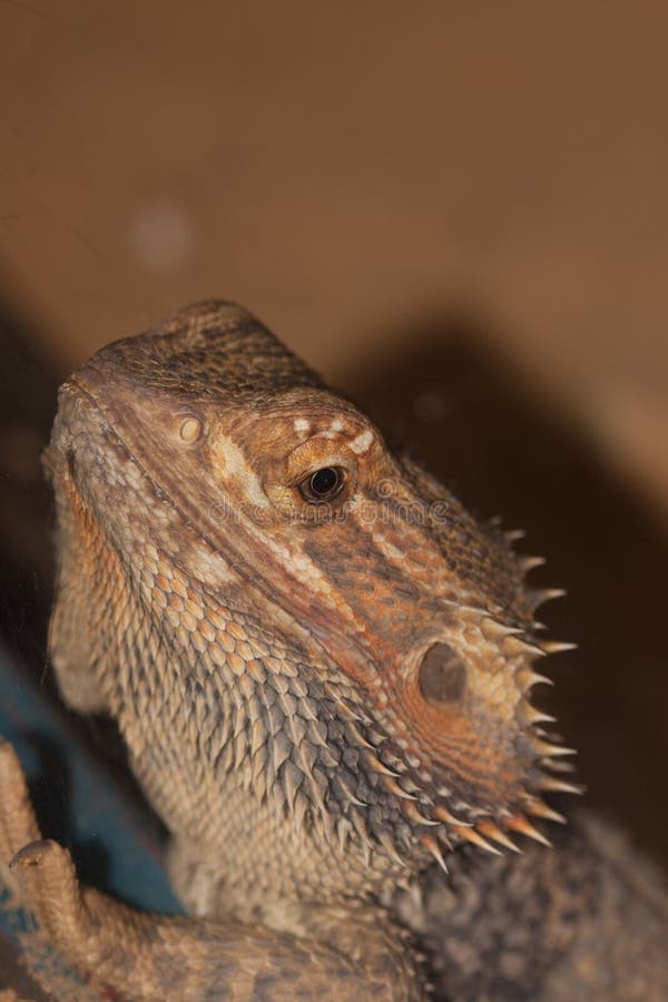 Détail Principal D'un Dragon Barbu Central Photo stock - Image du ...