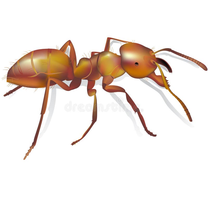 Fourmi Stock Illustrations, Vecteurs, & Clipart – (19,625 Stock ...
