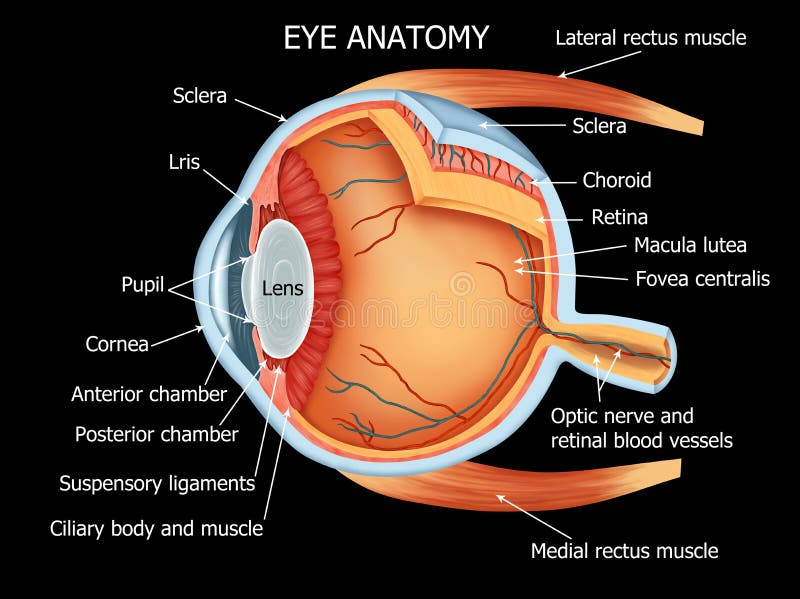 Anatomie d'oeil humain illustration stock. Illustration du humeur ...