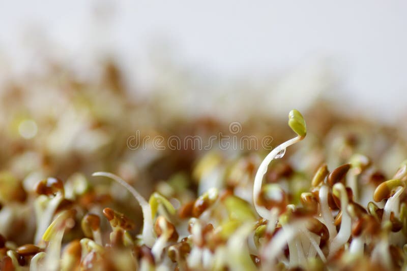 Pousses d'Alpha-alpha image stock. Image du savoureux - 12147061