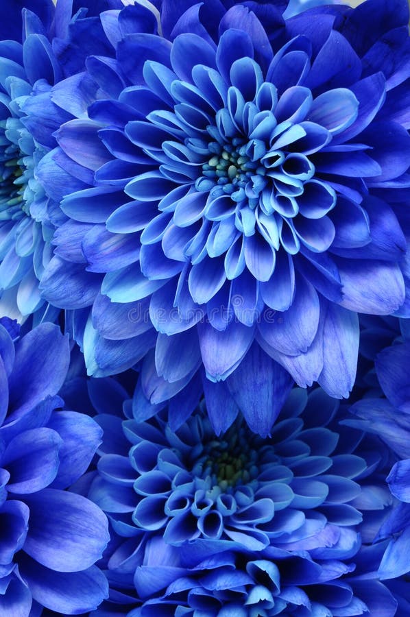 Détails De Fleur Bleue Pour Le Fond Ou La Texture Photo stock - Image ...