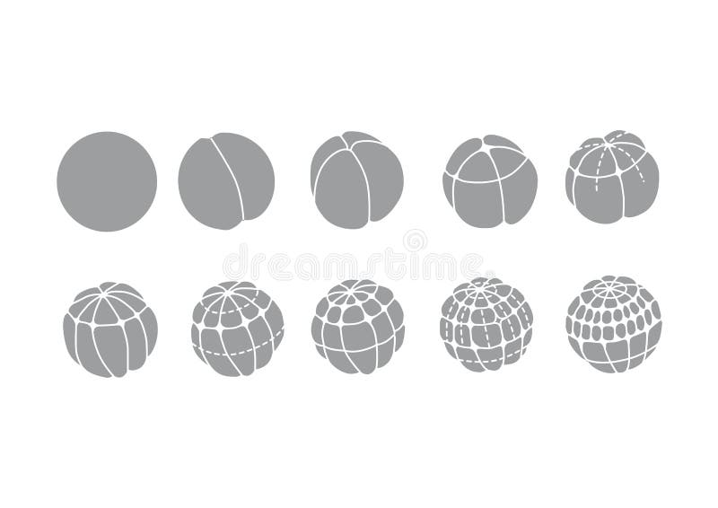 Développement D'ovule Humain Illustration de Vecteur - Illustration du ...