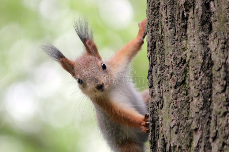 Ardilla negra rusa foto de archivo. Imagen de mamífero - 18192614