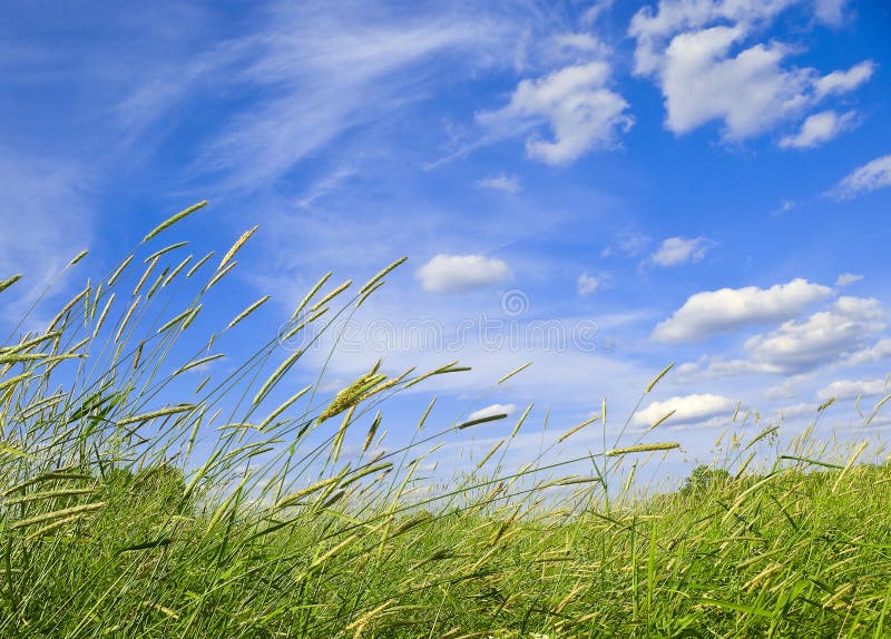 Día ventoso imagen de archivo. Imagen de crecido, travieso - 19957755