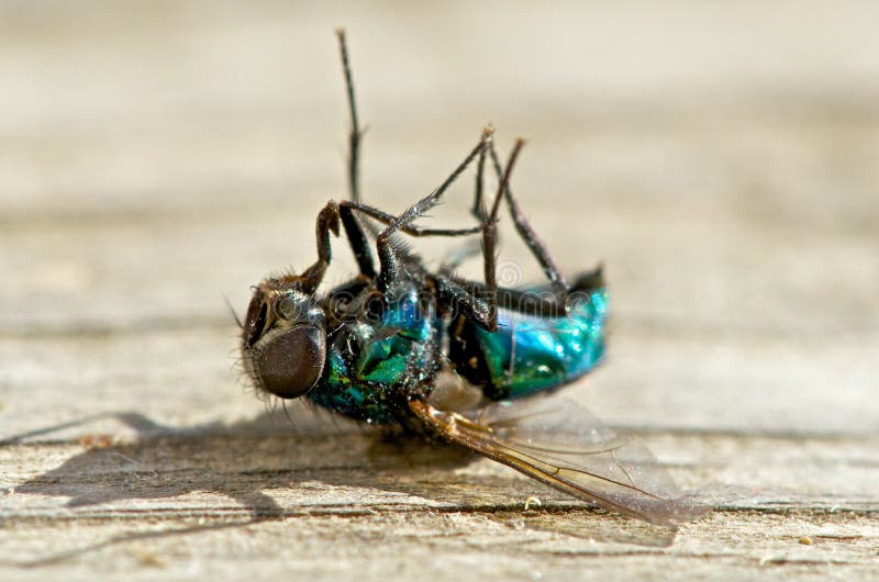 Död fluga fotografering för bildbyråer. Bild av makro - 23790421