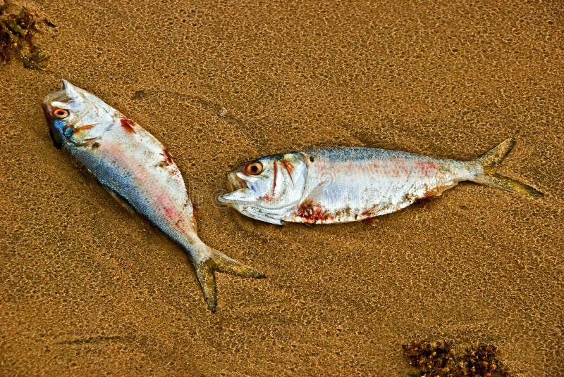 Döda fiskar för strand ii fotografering för bildbyråer. Bild av döda ...