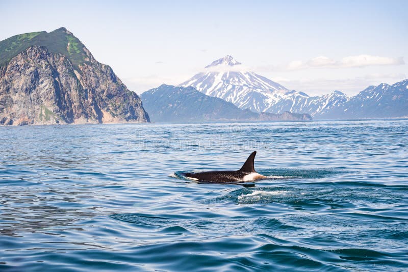 Val i Stilla havet arkivfoto. Bild av angus - 95345350