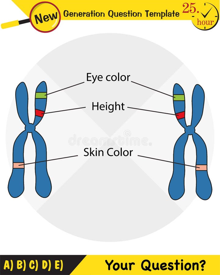 Biology, Heredity Combination, Next Generation Question Template Stock ...