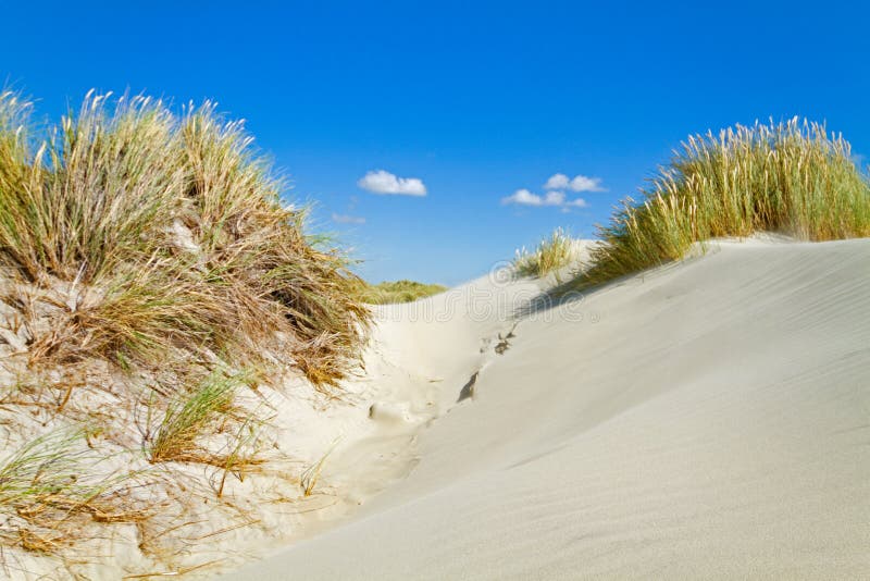 Dünen mit Strandhafer stockfoto. Bild von sandsturm, sturm - 99607774