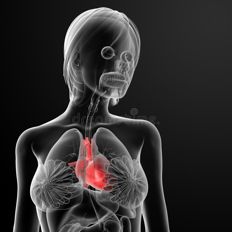Weibliche Brust-Anatomie stock abbildung. Illustration von büste - 42904508