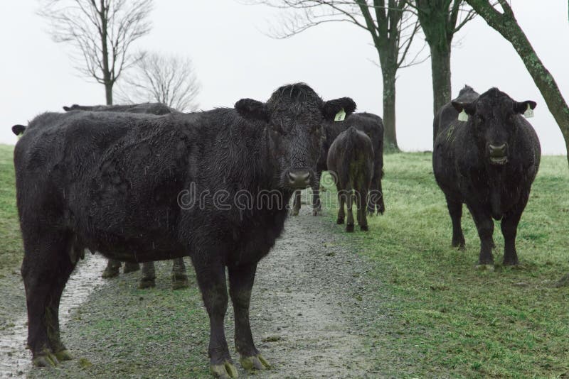 Cow Traffic Jam in a Pasture Stock Photo - Image of yield, black: 225032026