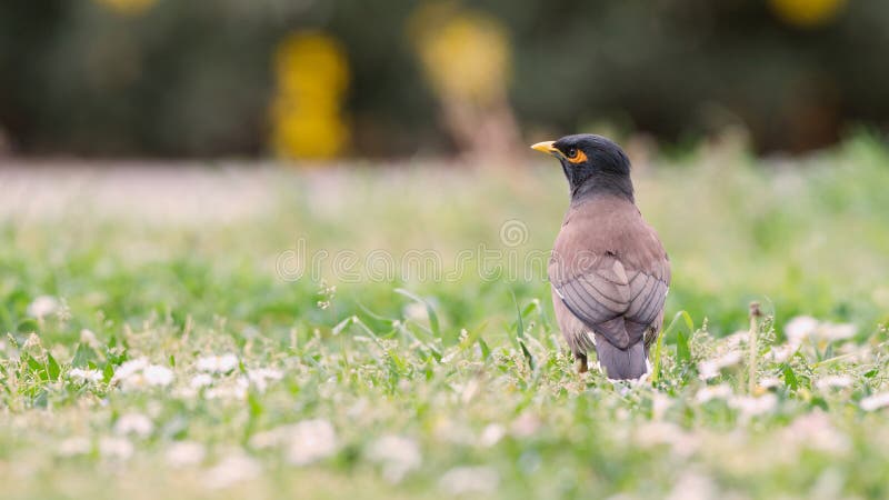 Common Myna on Grass stock photo. Image of beak, angry - 246091256