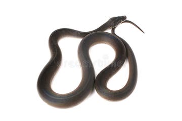 145 Family Pythonidae Stock Photos - Free & Royalty-Free Stock Photos ...