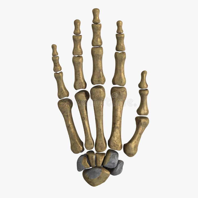 3D Anatomical Model of Human Hand Bones with Realistic Texture, Top ...