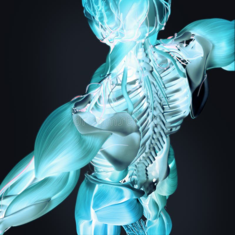 3D Anatomy of Back and Spine Stock Image - Image of muscles, medical ...