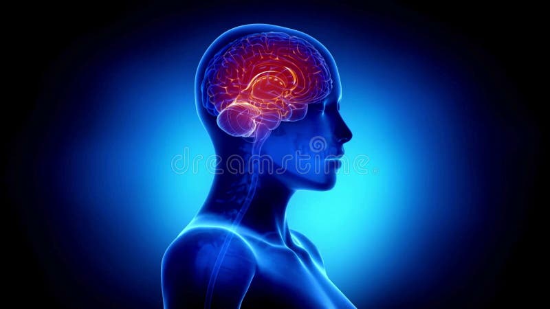 3D Animated Human Brain Loop Stock Video - Video of medicine, mental ...