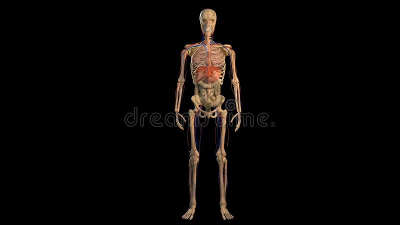3D Animated of Internal Organs, Nerve, Bone, Muscle Systems Created ...