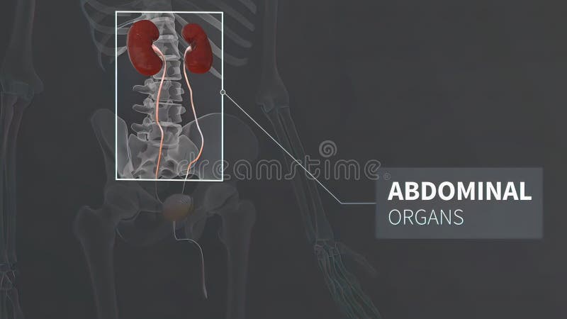 3D Animated Urinary System Kidneys, Ureters and Bladder Stock ...