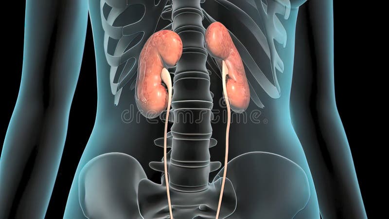 3D Animated Urinary System Kidneys, Ureters and Bladder Stock ...
