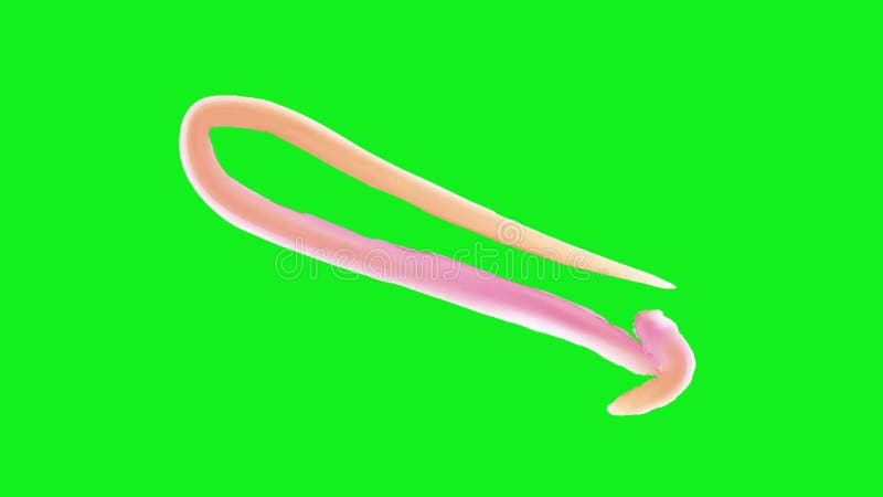 2d Animation Arrows Direction Pointing with Alpha Channel or ...