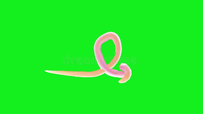 2d Animation Arrows Direction Pointing with Alpha Channel or ...