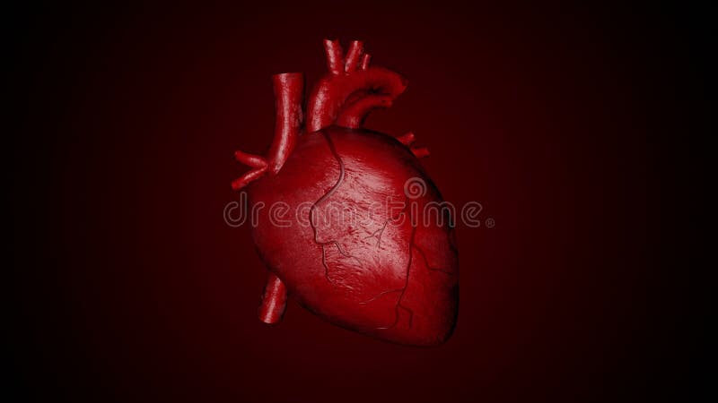 Real Human Heart Beating