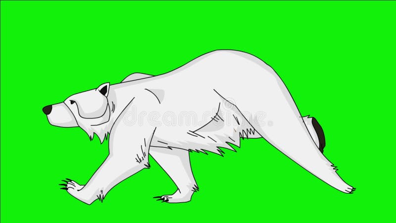 2D Animation of a Black Bear Walking on a Green Screen Background Stock ...