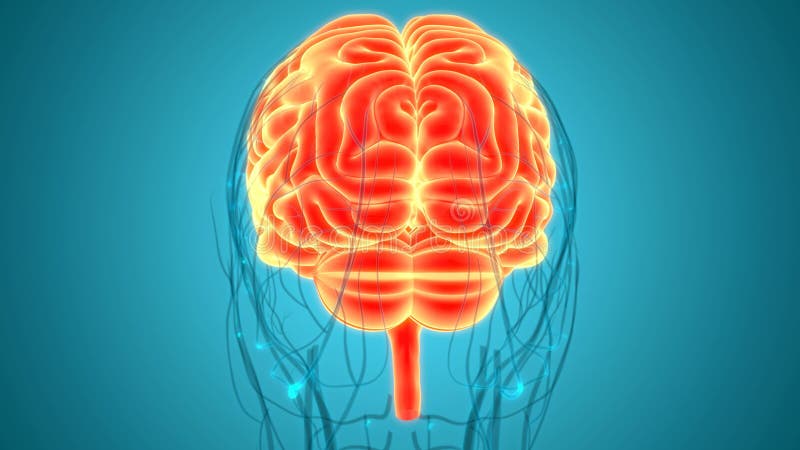 Central Organ of Human Nervous System Brain Anatomy Animation Concept ...
