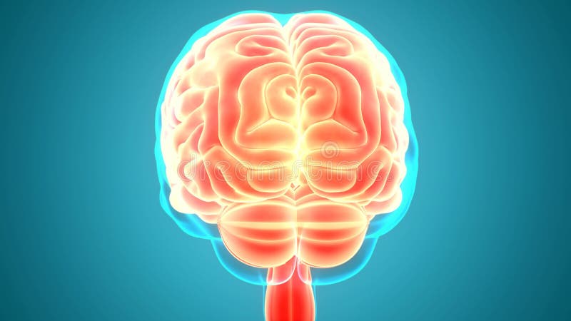 Central Organ of Human Nervous System Brain Anatomy Animation Concept ...