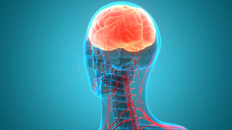 Central Organ of Human Nervous System Brain Anatomy Animation Concept ...