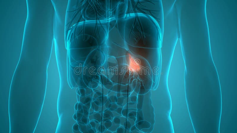 Human Internal Organ Gallbladder Anatomy Animation Concept Stock ...