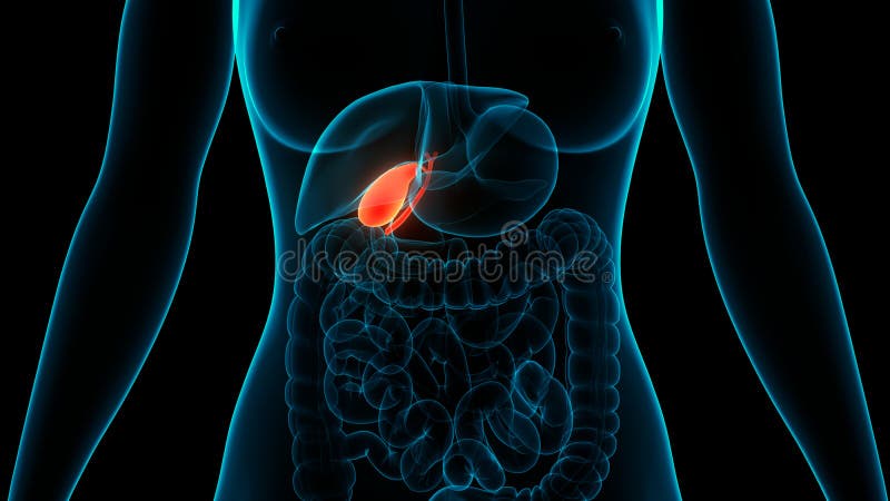 Human Internal Organ Gallbladder Anatomy Stock Illustration ...