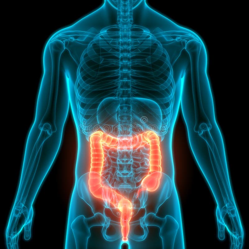 Human Internal Organs Digestive System Large Intestine Anatomy Stock ...