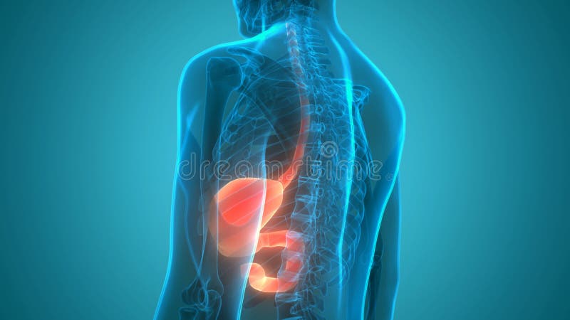 Human Internal Organs Digestive System Stomach Anatomy Animation ...