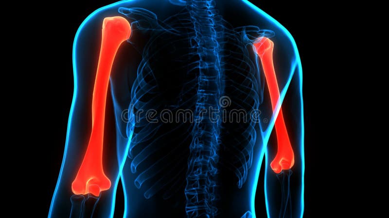 Human Skeleton System Humerus Bone Joints Anatomy Animation Concept ...
