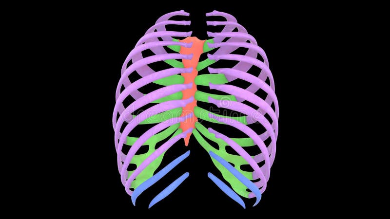 Human Skeleton System Rib Cage Anatomy Animation Concept Stock Video ...