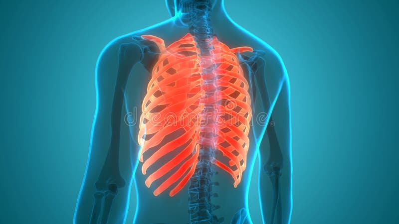 Rib Cage Skeletal System Cartoon Understanding The Ribcage Skeleton