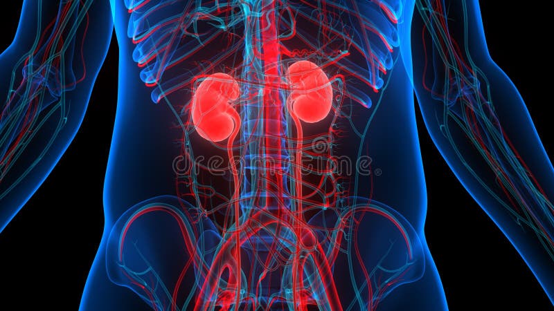 Human Urinary System Kidneys with Bladder Anatomy Animation. Healthcare ...