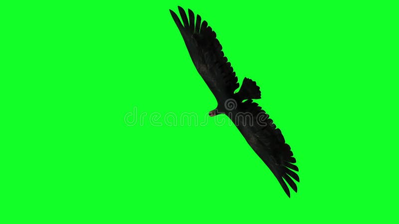 Condor in Flying on Green Screen Stock Video - Video of feather, chroma ...