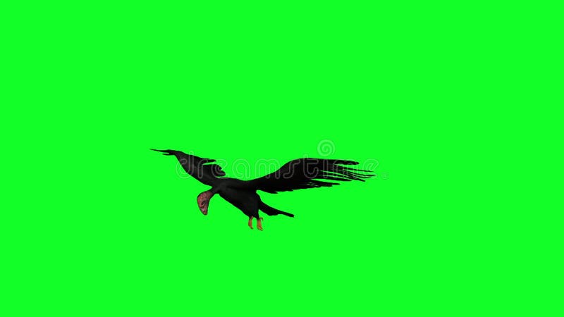 Condor in Flying on Green Screen Stock Video - Video of feather, chroma ...