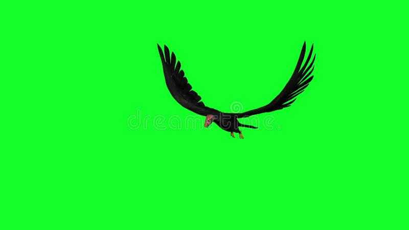 Condor in Flying on Green Screen Stock Video - Video of feather, chroma ...