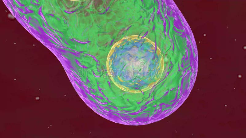 3D Animation of Dynamic Cellular Division Under the Microscope Stock ...