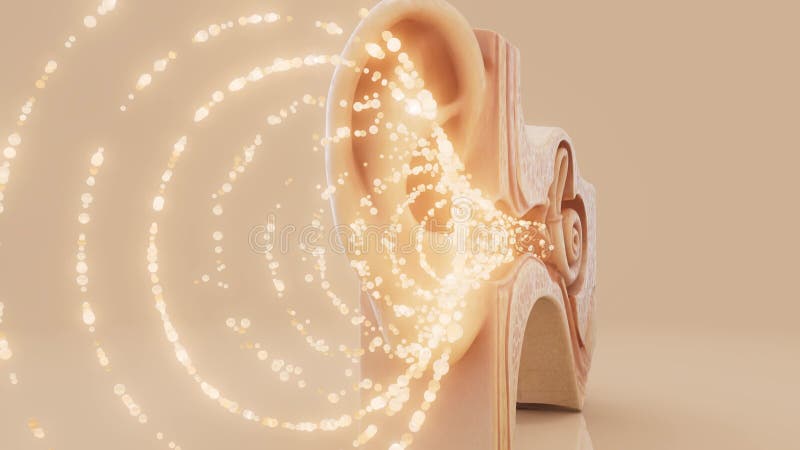 3D Animation of an Ear Anatomy Stock Video - Video of anatomy, sound: 381972681