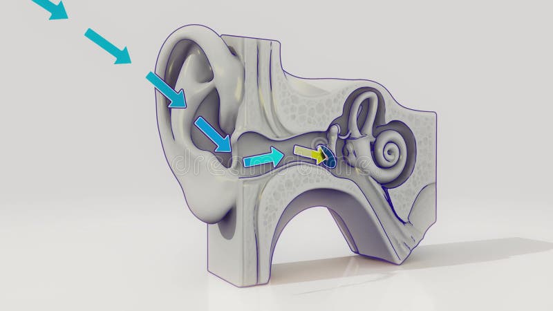 3D Animation of an Ear Anatomy Stock Footage - Video of energy, video ...