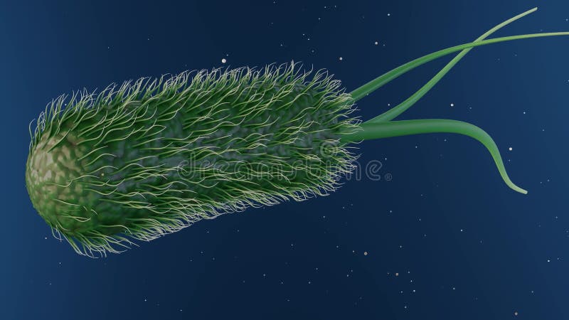 3d Animation Of Escherichia Coli Commonly Known As E Coli Stock Footage Video Of