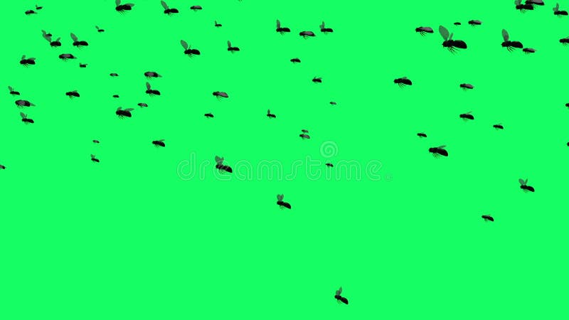 Swarm of Flies Flying on Green Screen Stock Footage - Video of macro ...