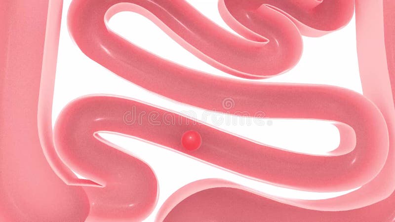 3d Animation of a Food Going through the Digestive System. Stock Video ...